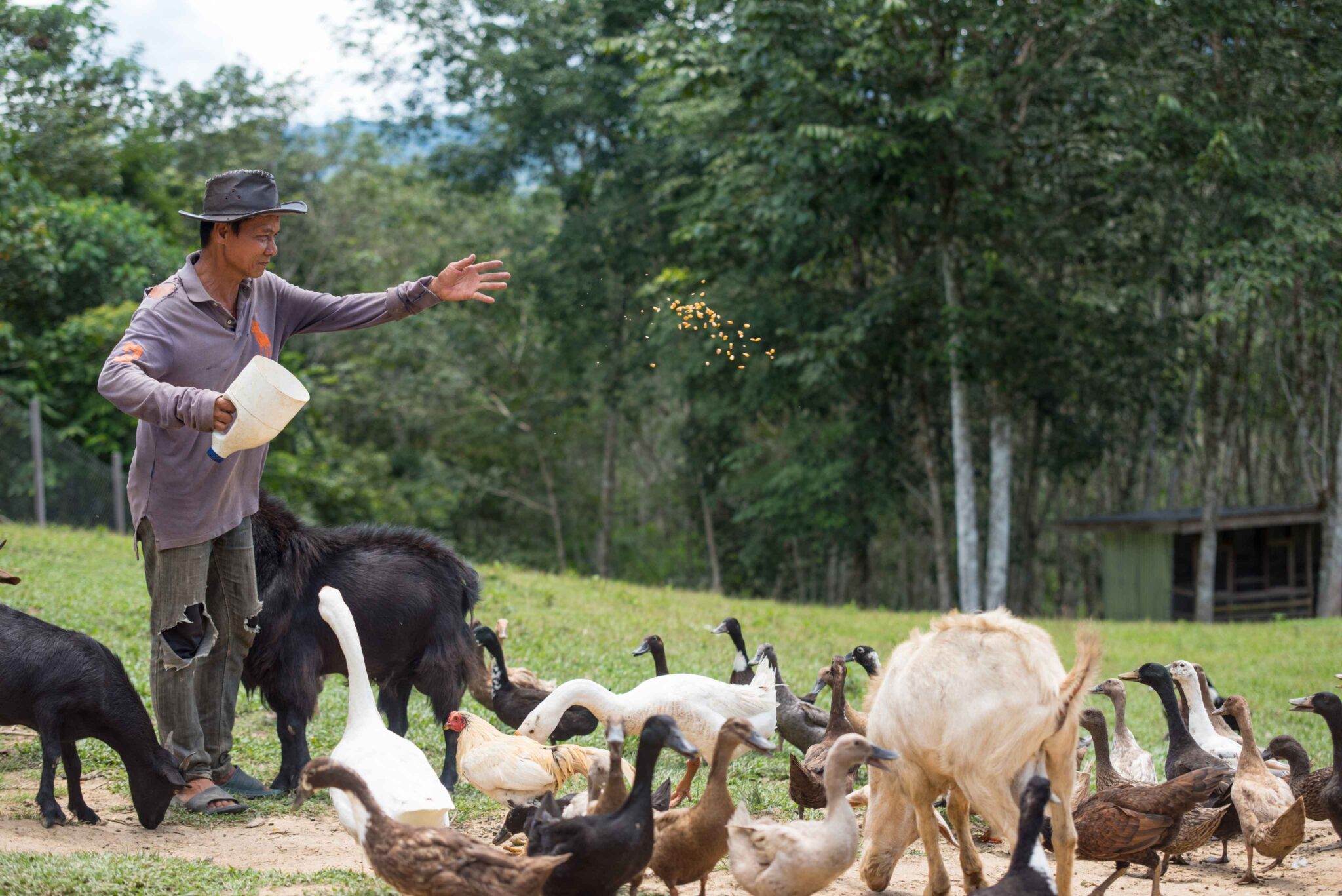Experiences > Sabah Tea